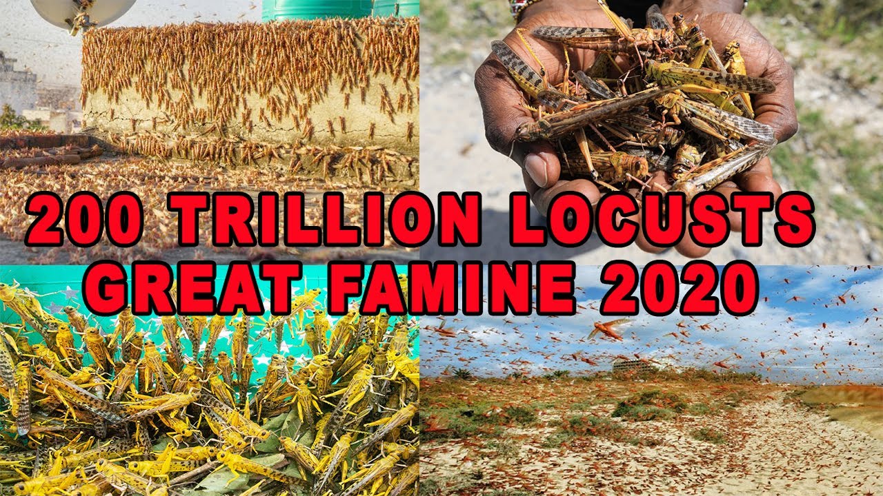 200 TRILLION LOCUSTS in China moved from India| Famine 2020| Locusts in ...