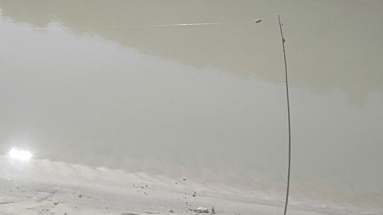 unic cat fish 🐠 in Siang river mac pegu vlog - YouTube