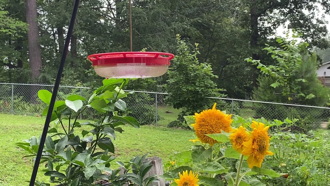 Waiting for hummingbird - YouTube