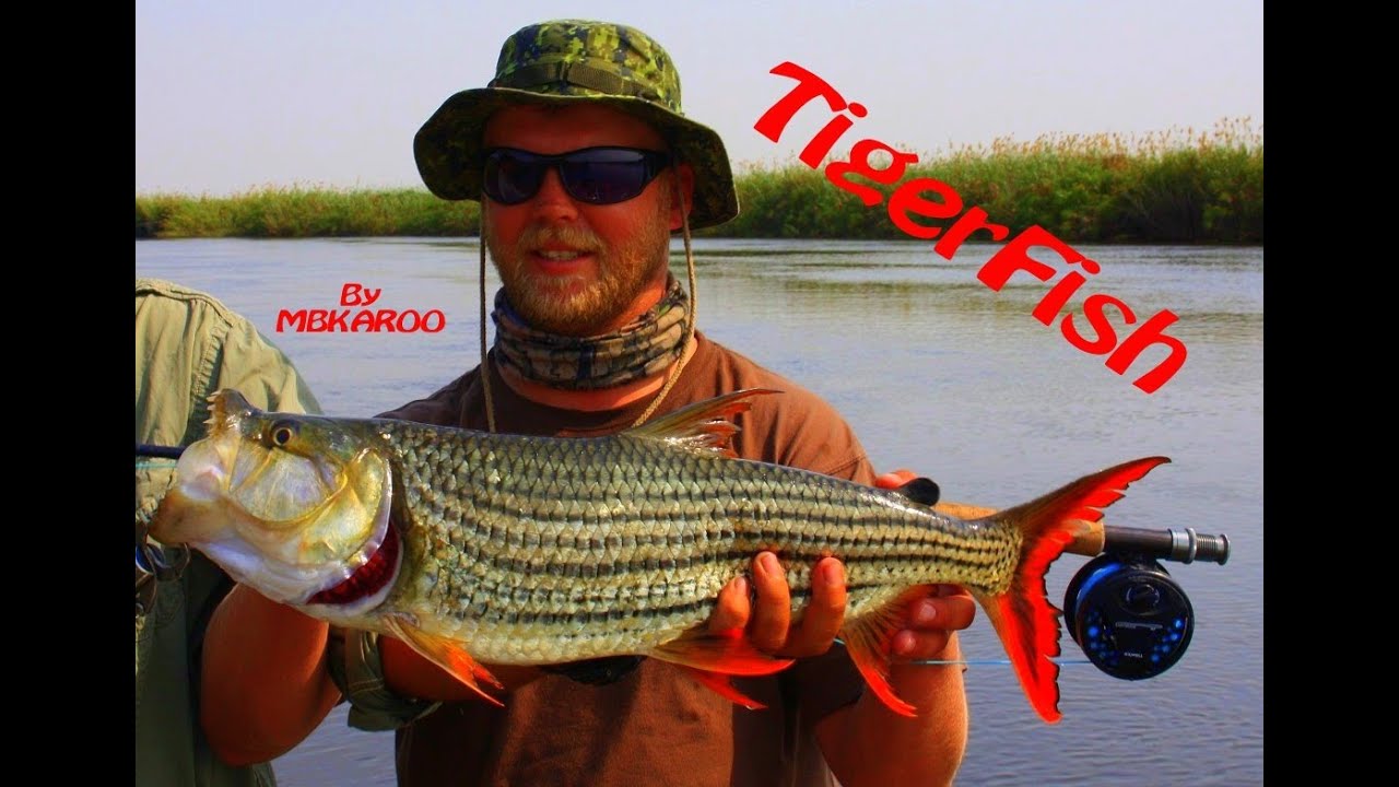 Tigerfish on Fly ( Barbel Run ) Okavango Delta Botswana.avi - YouTube