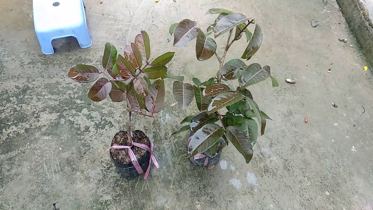 Air layered ruby longan trees, special fruit tree - YouTube
