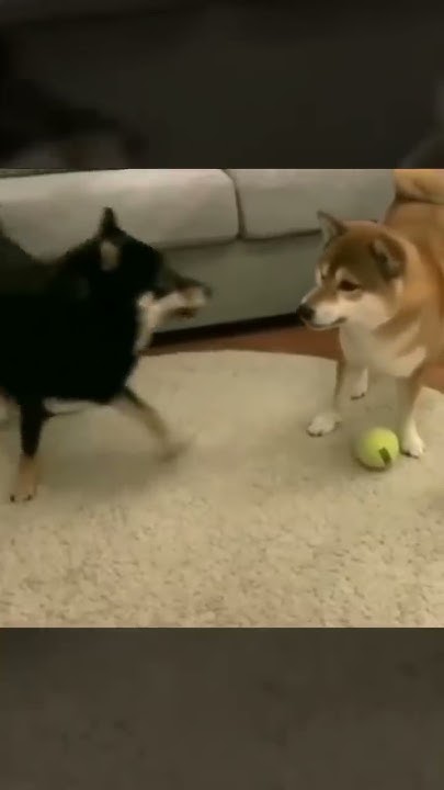 very funny dogs compilation short 😂😂😂#short - YouTube