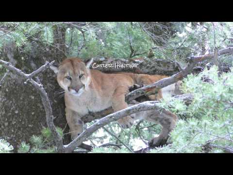Treeing Mountain Lions