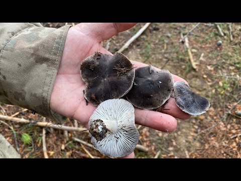 Kara kız mantarı. Kara kulak mantarı (Tricholoma terreum)