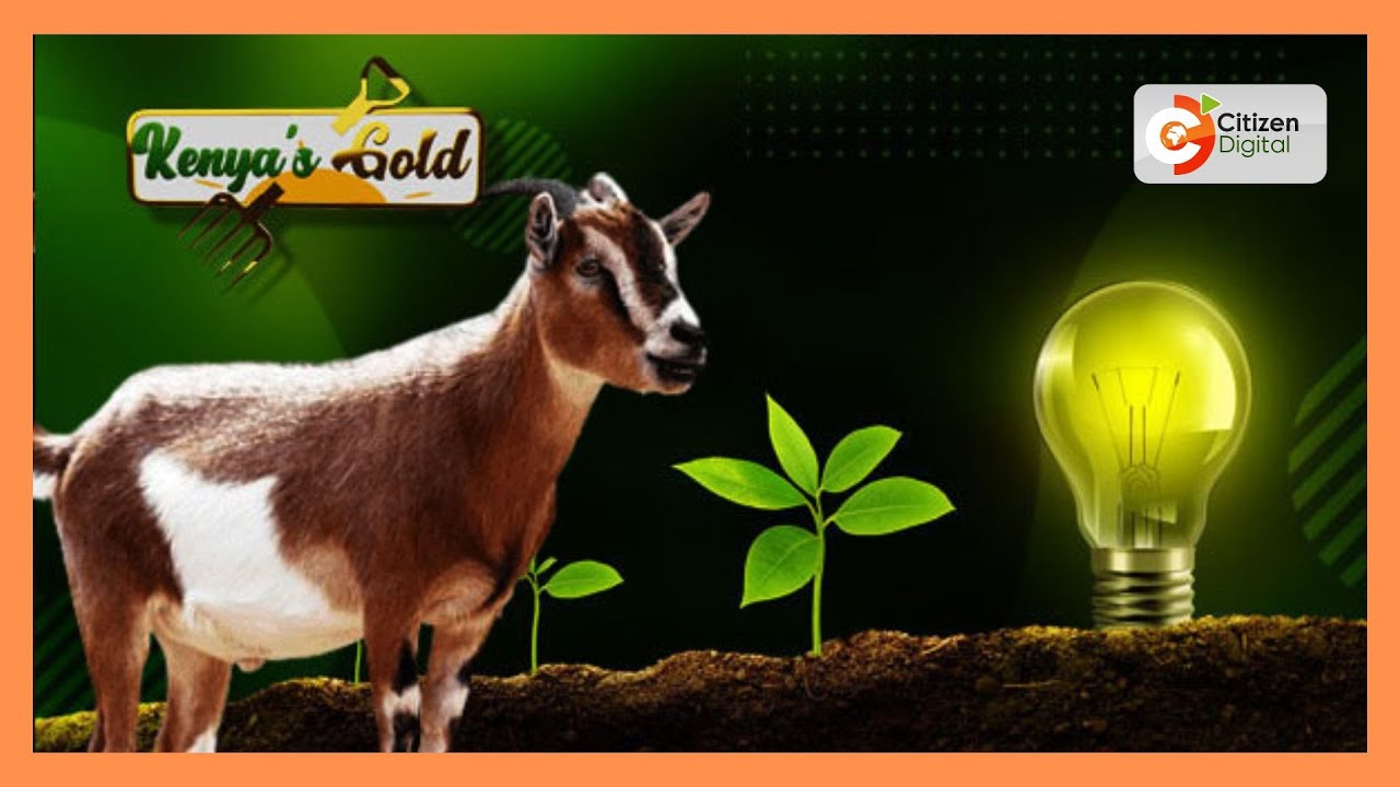 Kenya's Gold | Goat farming in Kenya (Part 3) - YouTube