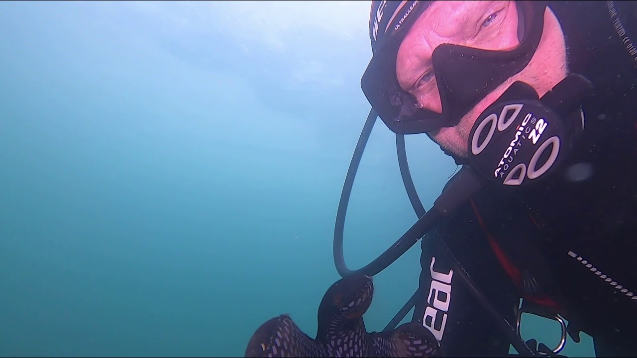 Ice diving in the marina - Cold water scuba diving, Denmark - YouTube