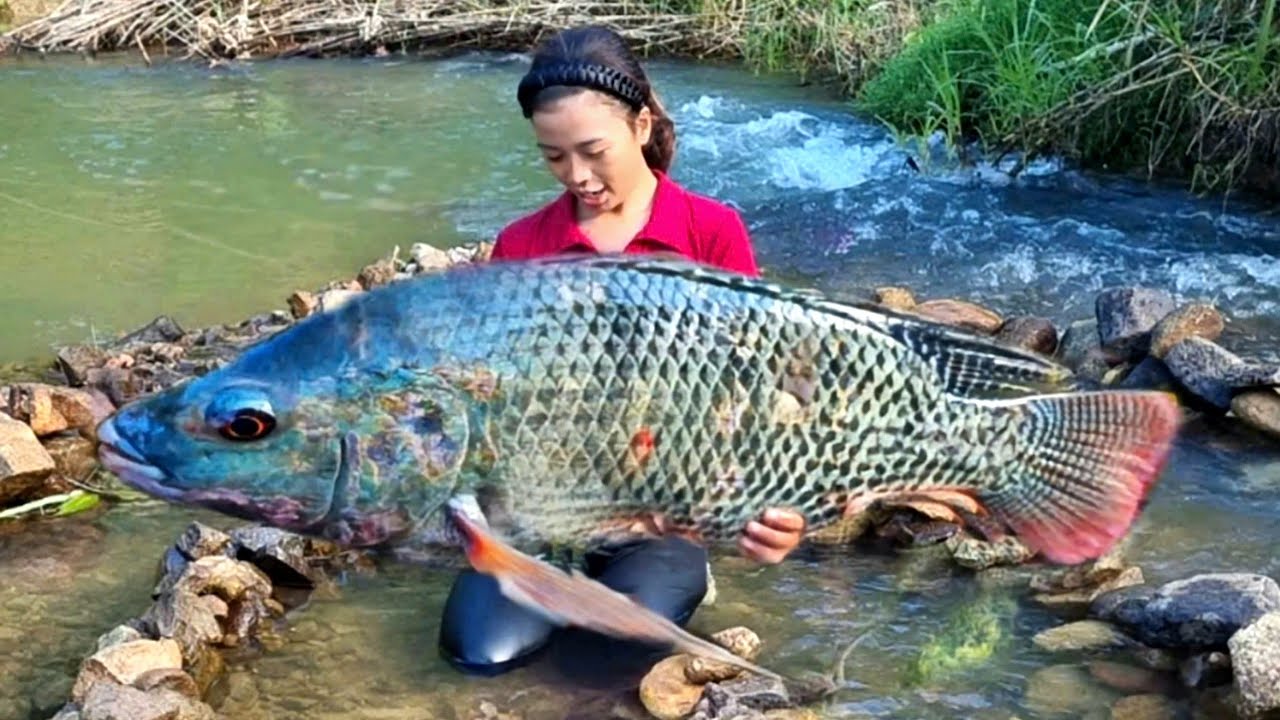 Building stone fences to trap giant stream fish, harvesting corn and ...