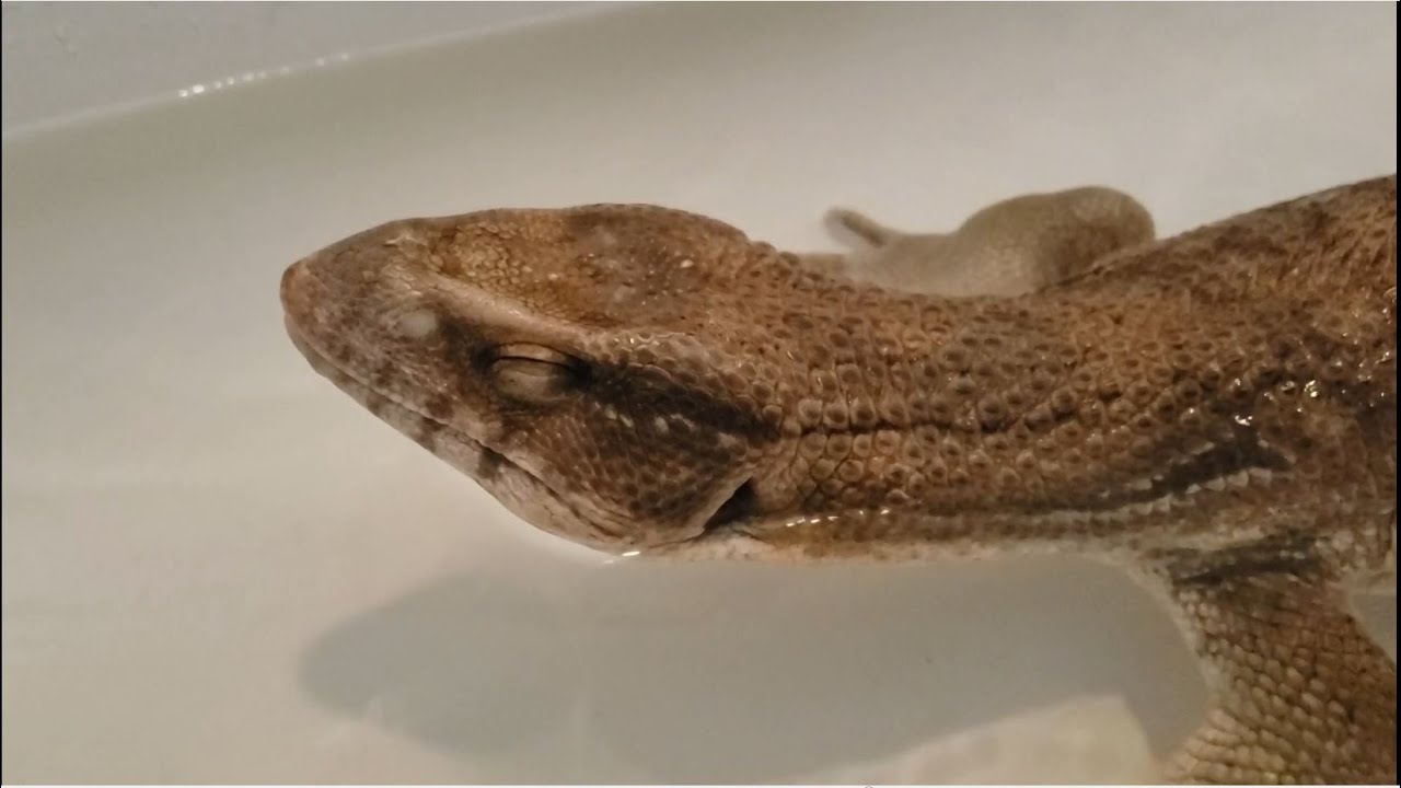 GIANT SAVANNAH MONITOR LIZARD BATH TIME PUPPY TAME - YouTube