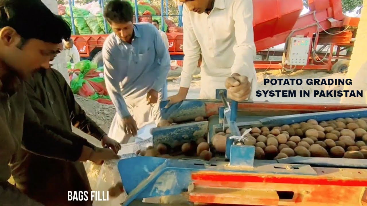 Revolutionizing Potato Grading: Perfecting the Process for a New Era of ...