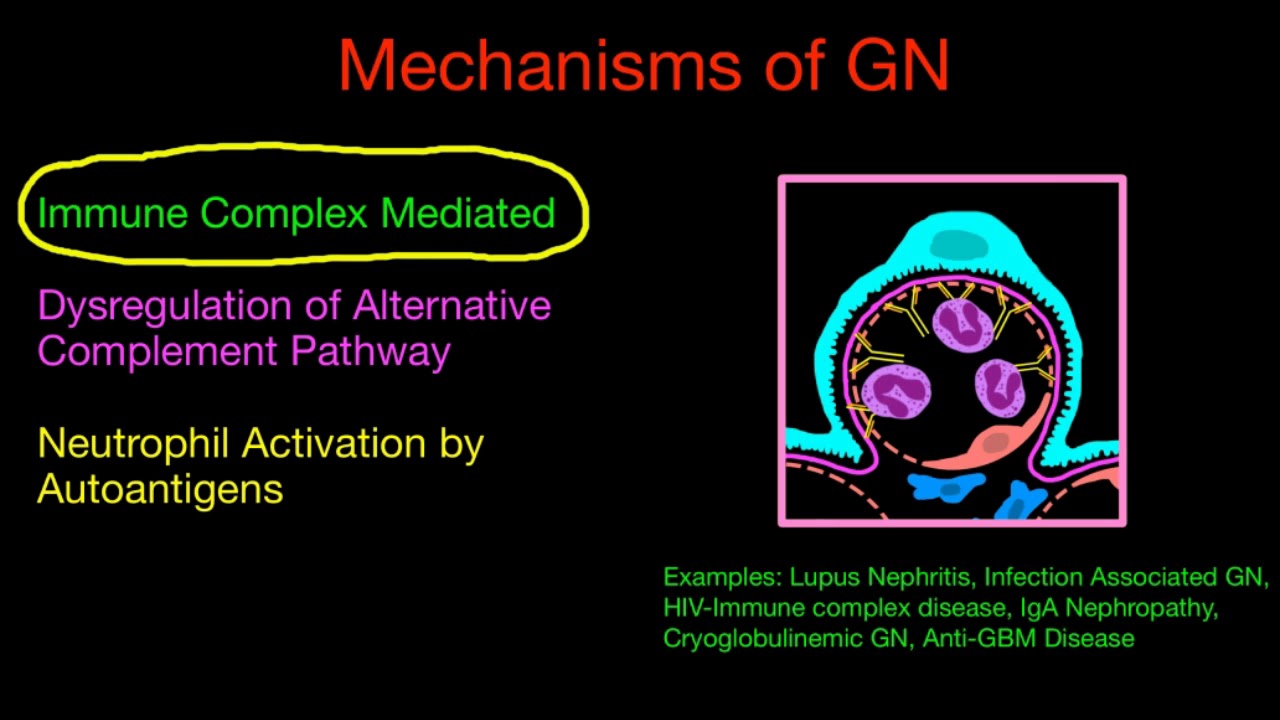 Mechanisms of GN - YouTube