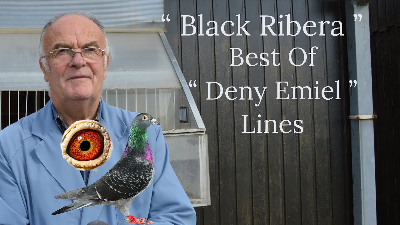 " Black Ribera " Top Class Racing Pigeon From " Deny Emiel " Lines For ...