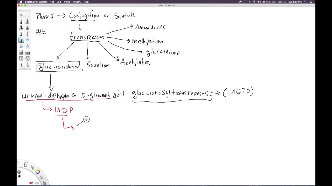 Glucuronidation Part 1 - YouTube