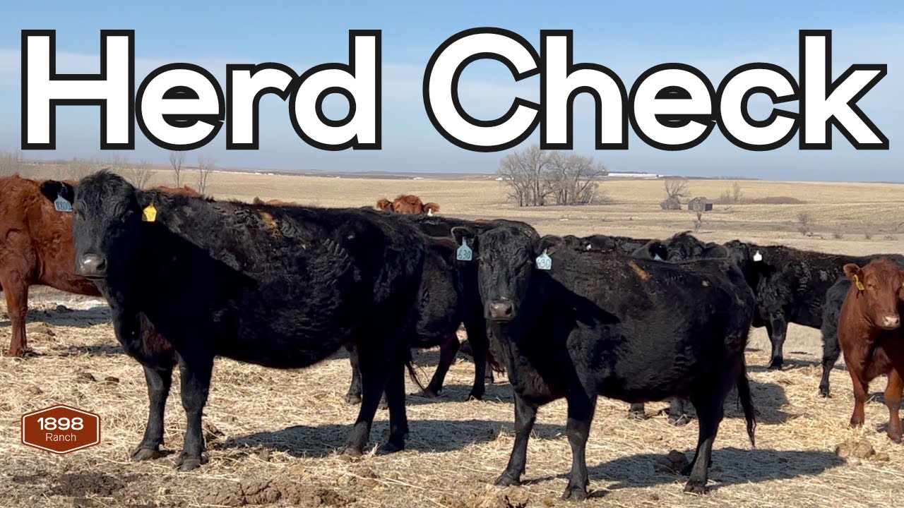 Herd Alert: New Cows Unboxing & Overall Herd Check | Feb 2024 - YouTube