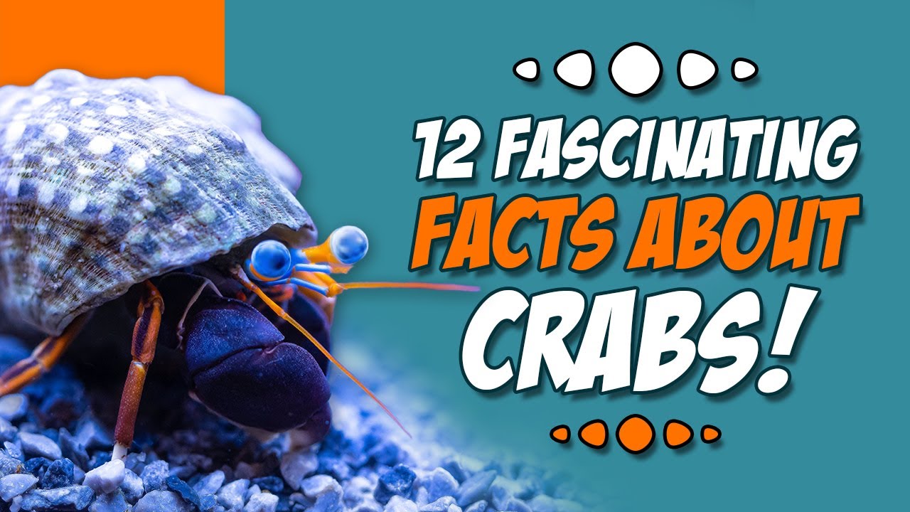 12 Fascinating Facts About Crabs | Facts About Crabs - YouTube