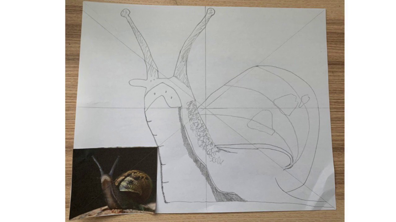 Y4 Science - creating a large scale observational drawing - YouTube