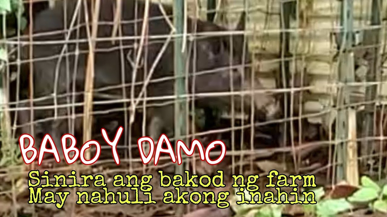 Inayos ko ang bitag at bakod ng farm. Nakahuli ng inahing BABOY DAMO ...