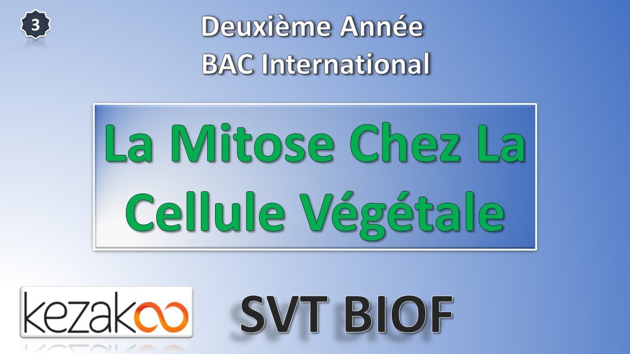 SVT 2 BAC International BIOF : La Mitose Chez La Cellule Végétale - YouTube
