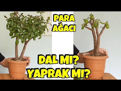 Acımasızca Değil, Bu Şarttı
