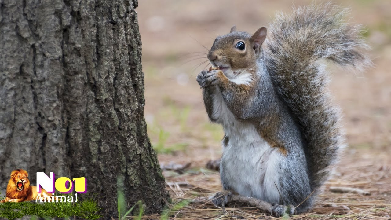 The most Amazing Funny kat biral /No1 Animal/ and real sound - YouTube