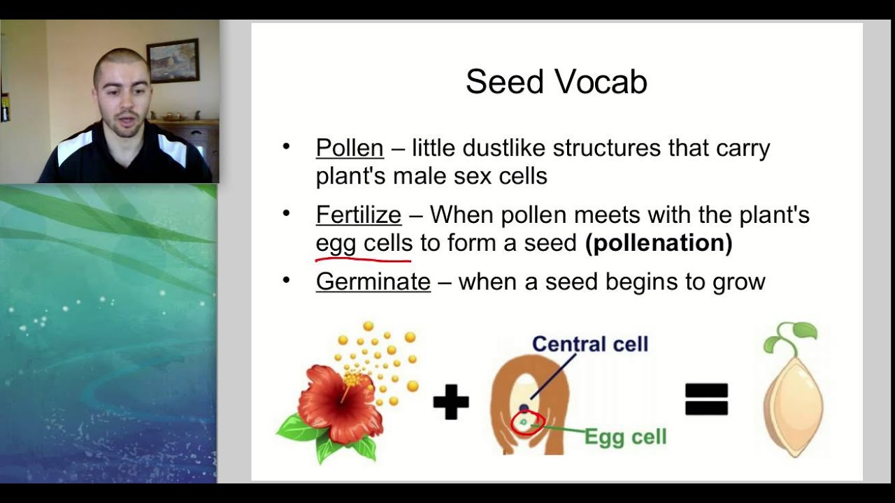 Seeds - Middle School Science - YouTube