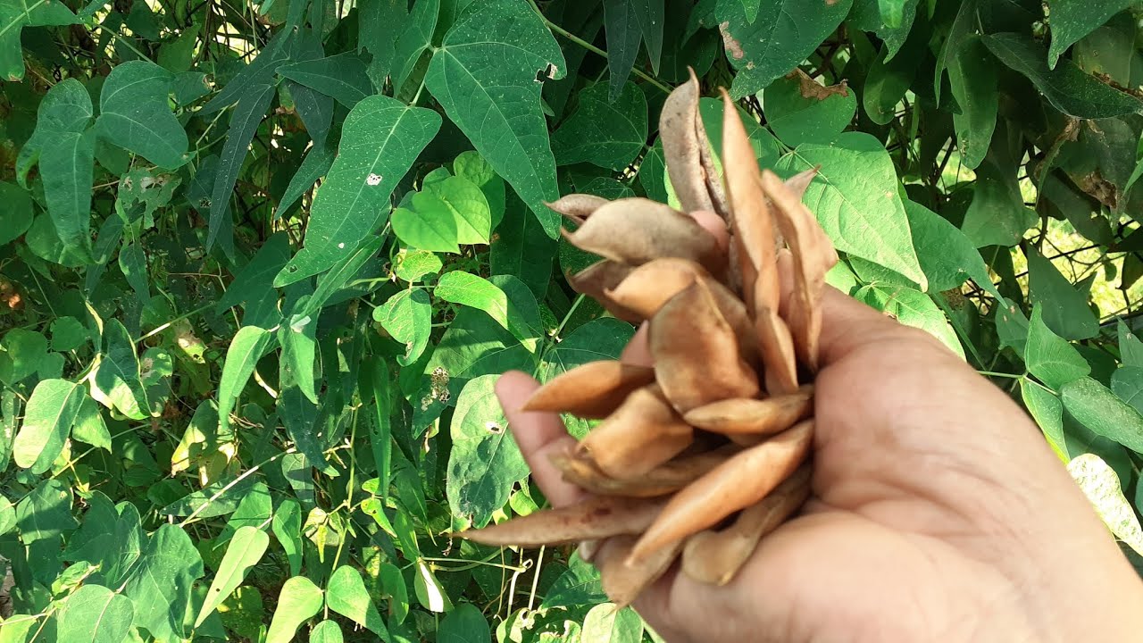 Lima Beans Harvest From The Garden! - YouTube