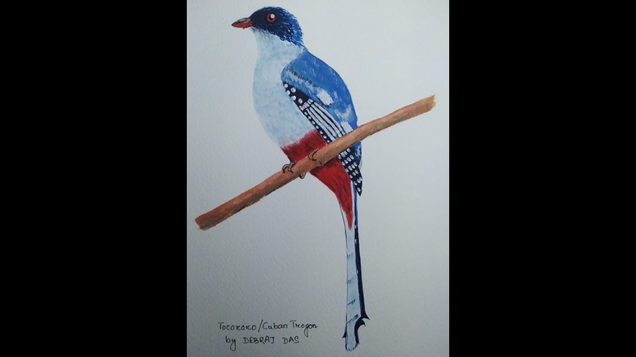 How to draw #Tocororo/#Cuban Trogon? | #Watercolor | - YouTube