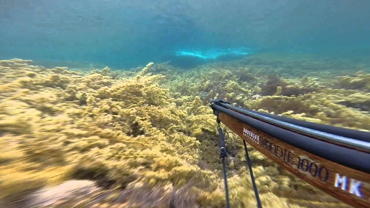 Spearfishing Shallow Rock Ledges - YouTube