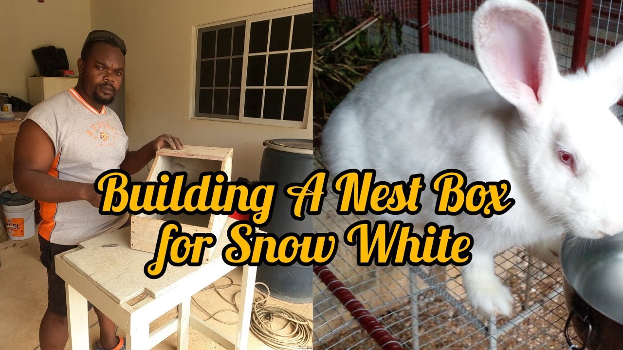 Rabbit Breeding | How to Build a Nest Box - YouTube