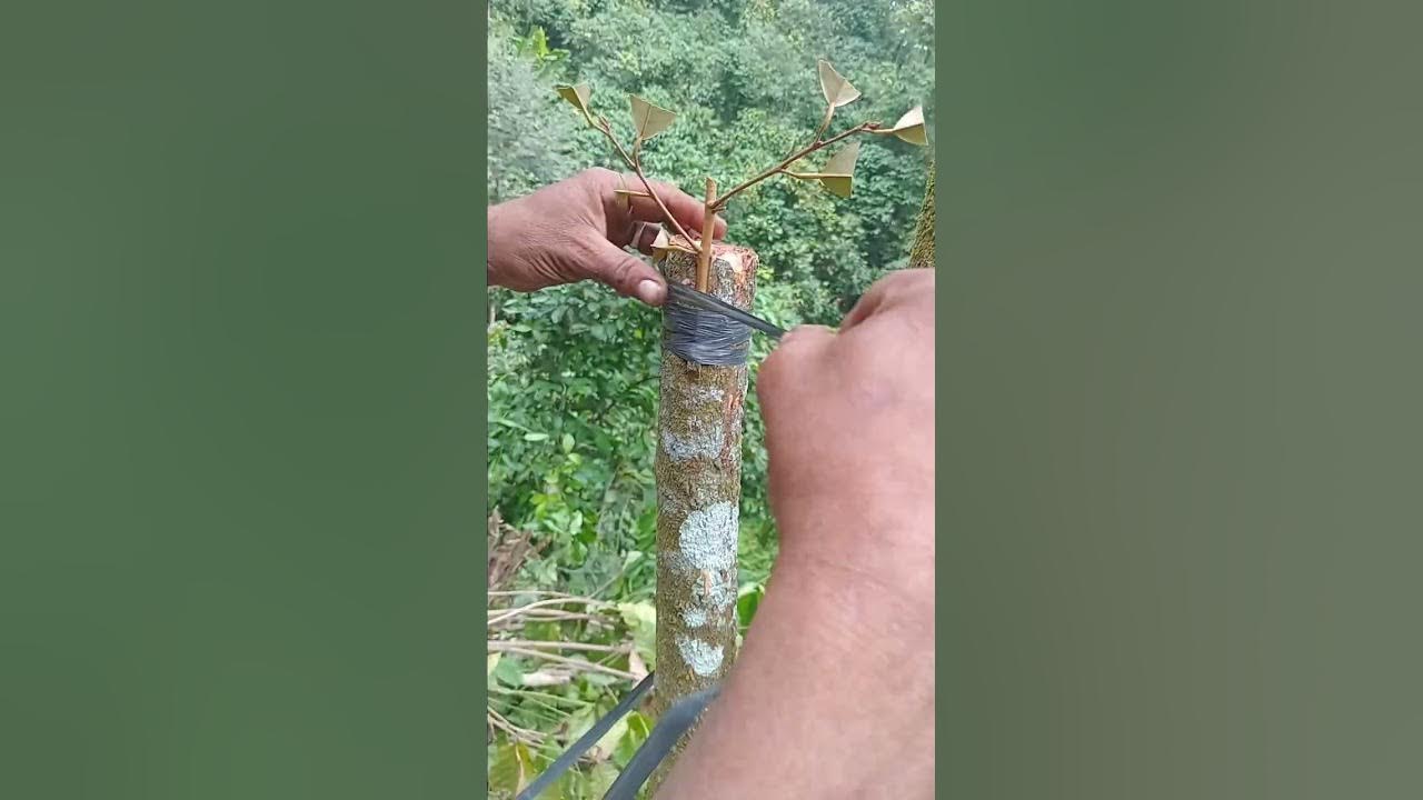 edisi sambung sisip batang durian#stekdurian - YouTube