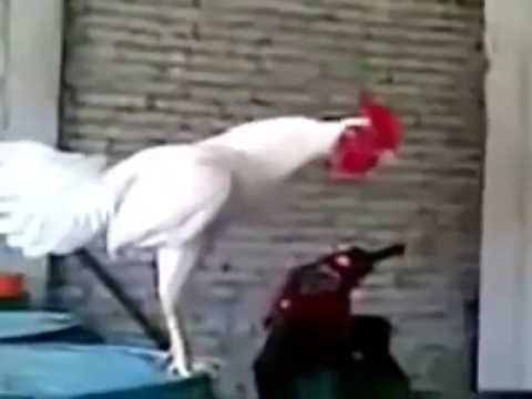 Hahaha Gulen xoruz