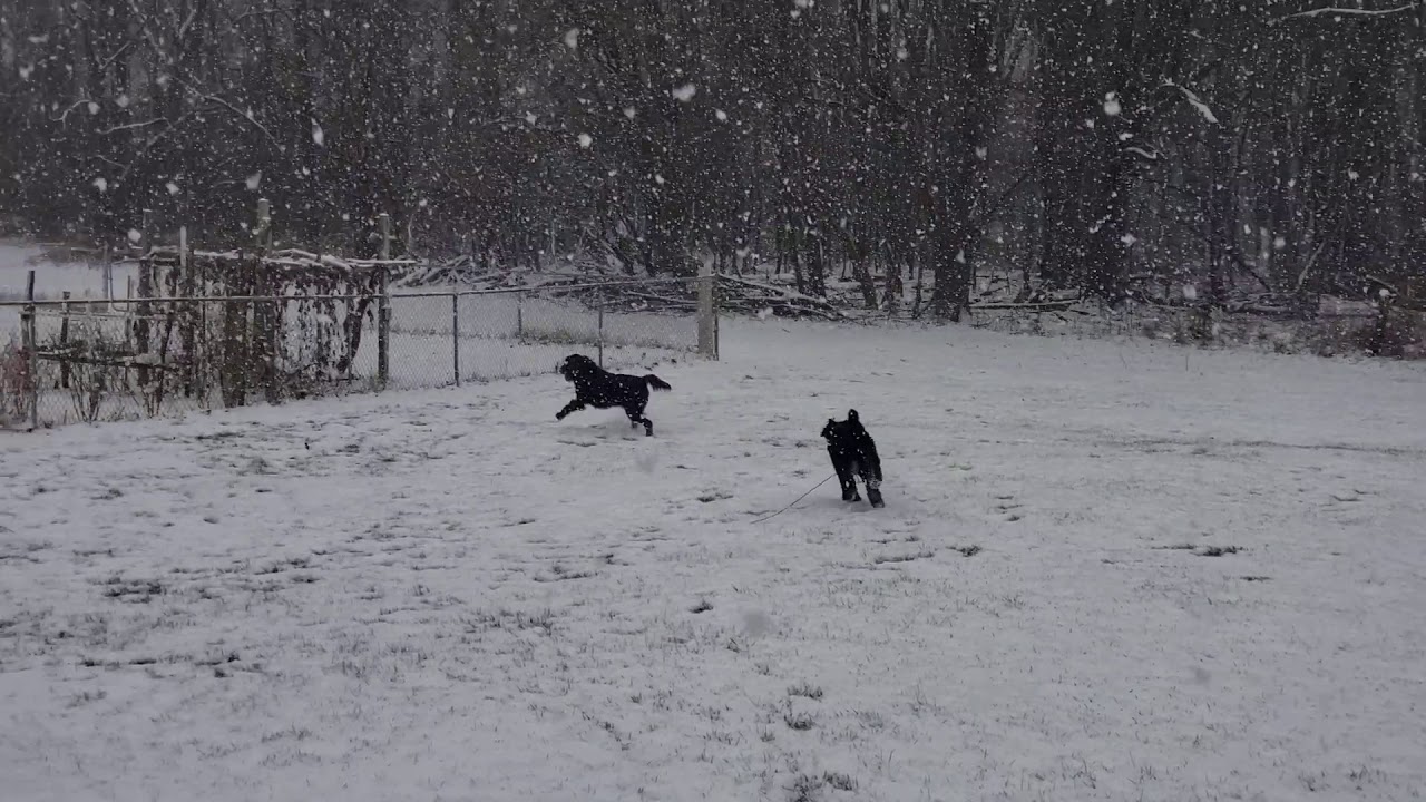 Toby snow 2 - YouTube