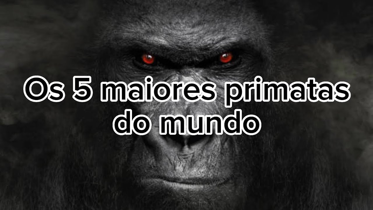 Os 5 maiores primatas do mundo! - YouTube