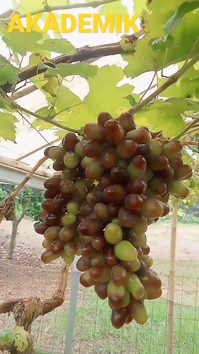 ANGGUR IMPORT VARIAN AKADEMIK - YouTube