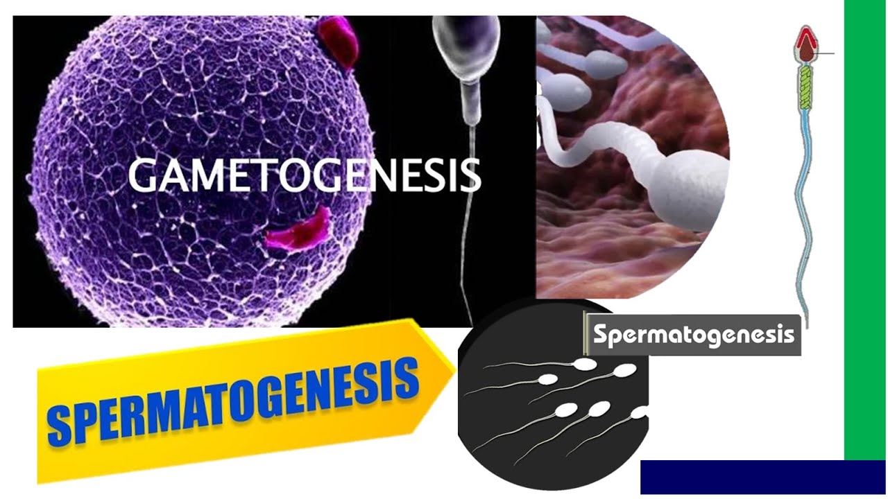 Gametogenesis /spermatogenesis/class 12th/Biology/NEET/MHT-CET - YouTube
