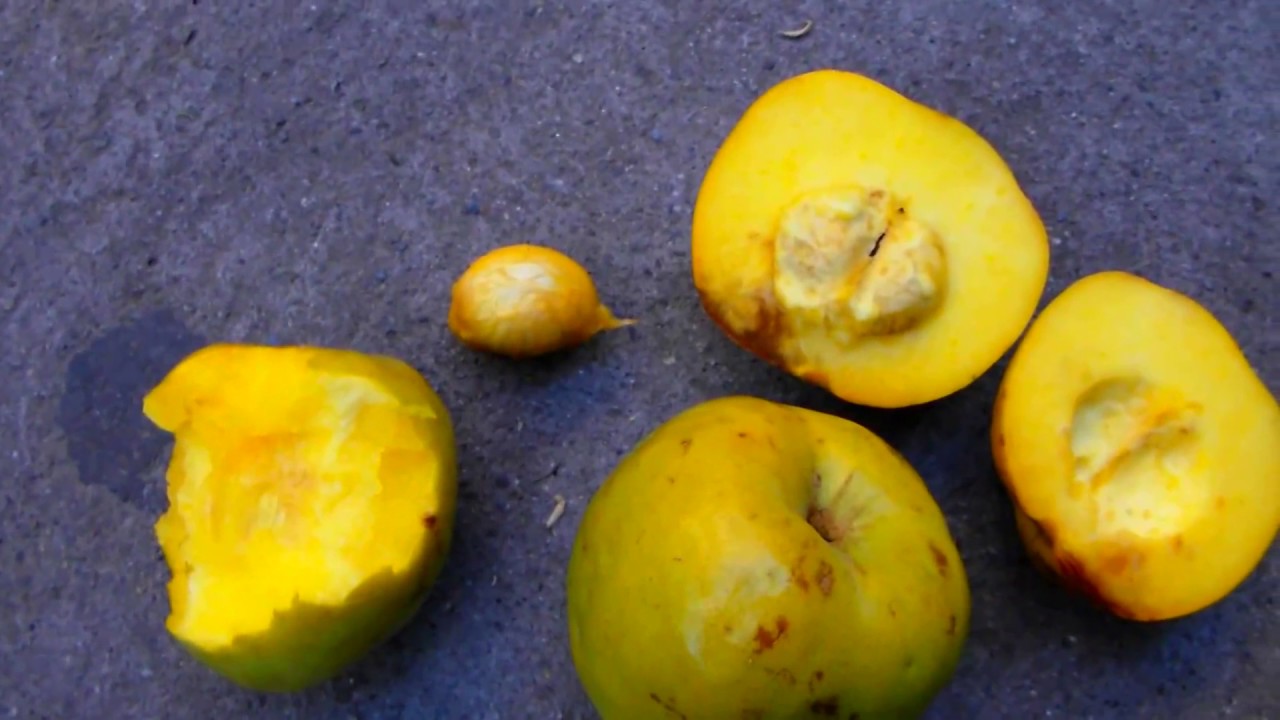 Matasanos matasano frutas de Centroamérica - YouTube