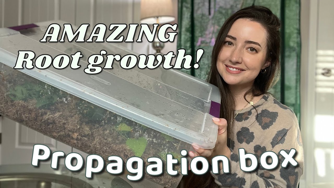 Learn how to make a plant PROPAGATION BOX | AMAZING root growth! | TIPS ...