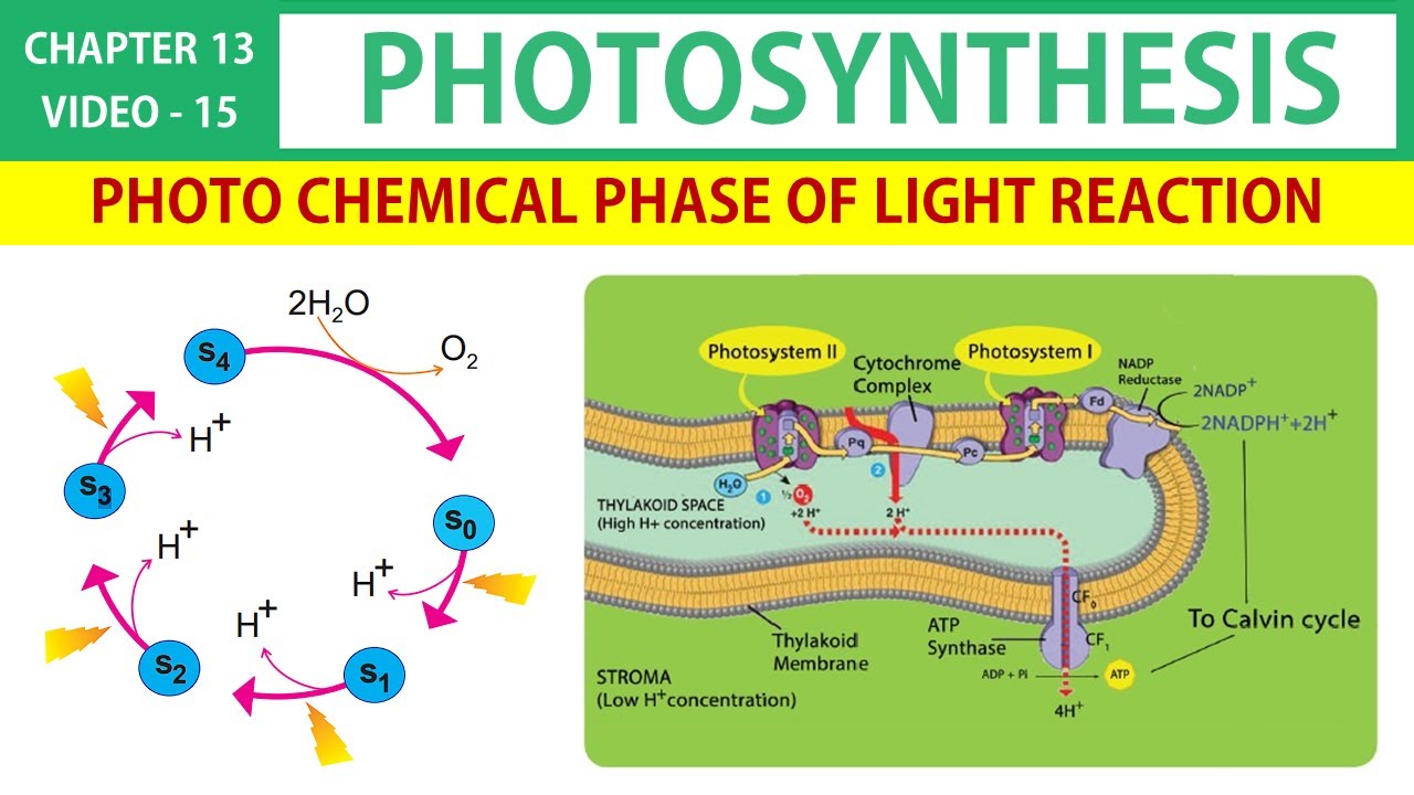 Photosynthesis in Tamil (15) | Photo chemical phase of light reaction ...