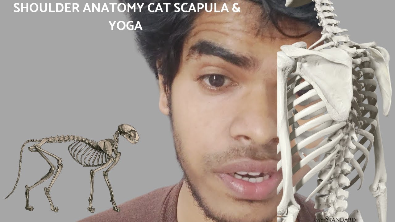 Shoulder Anatomy: Cat vs. Human Scapula | Pull-Ups & Rotator Cuff ...