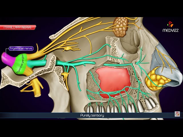 Maxillary Nerve