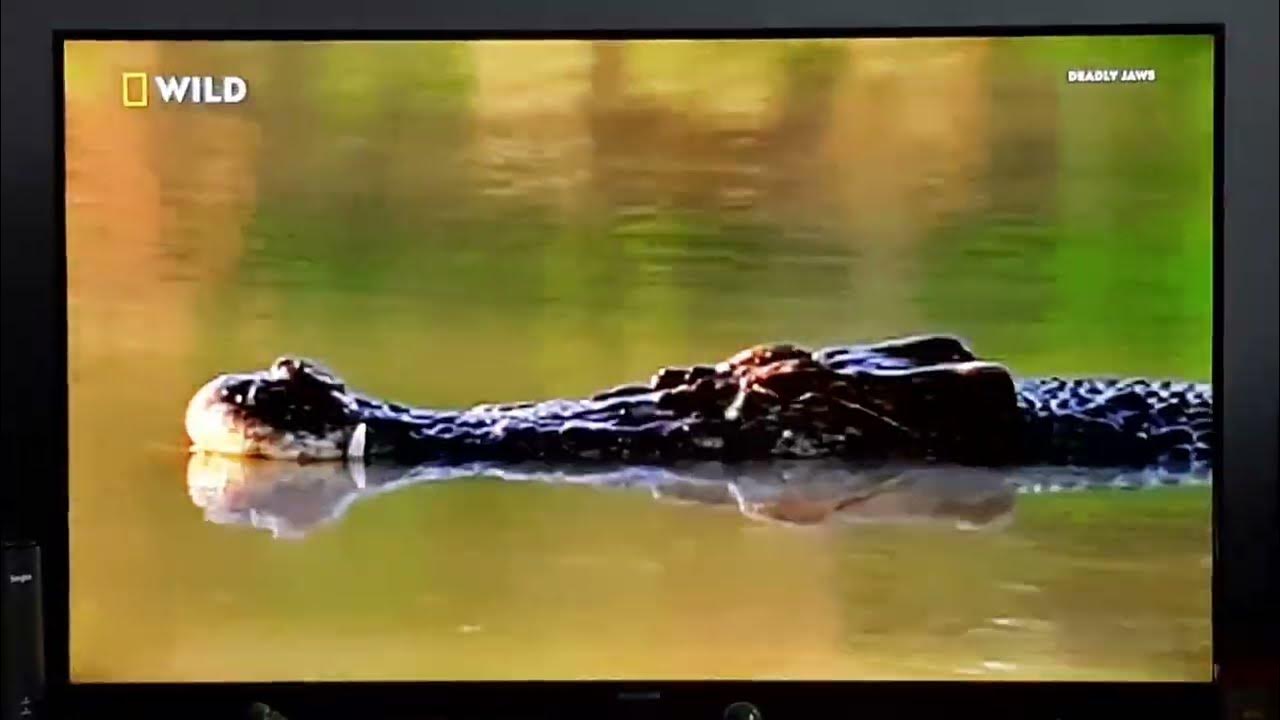 Saltwater Crocodile | When Predators Attack | Nat Geo Wild - YouTube