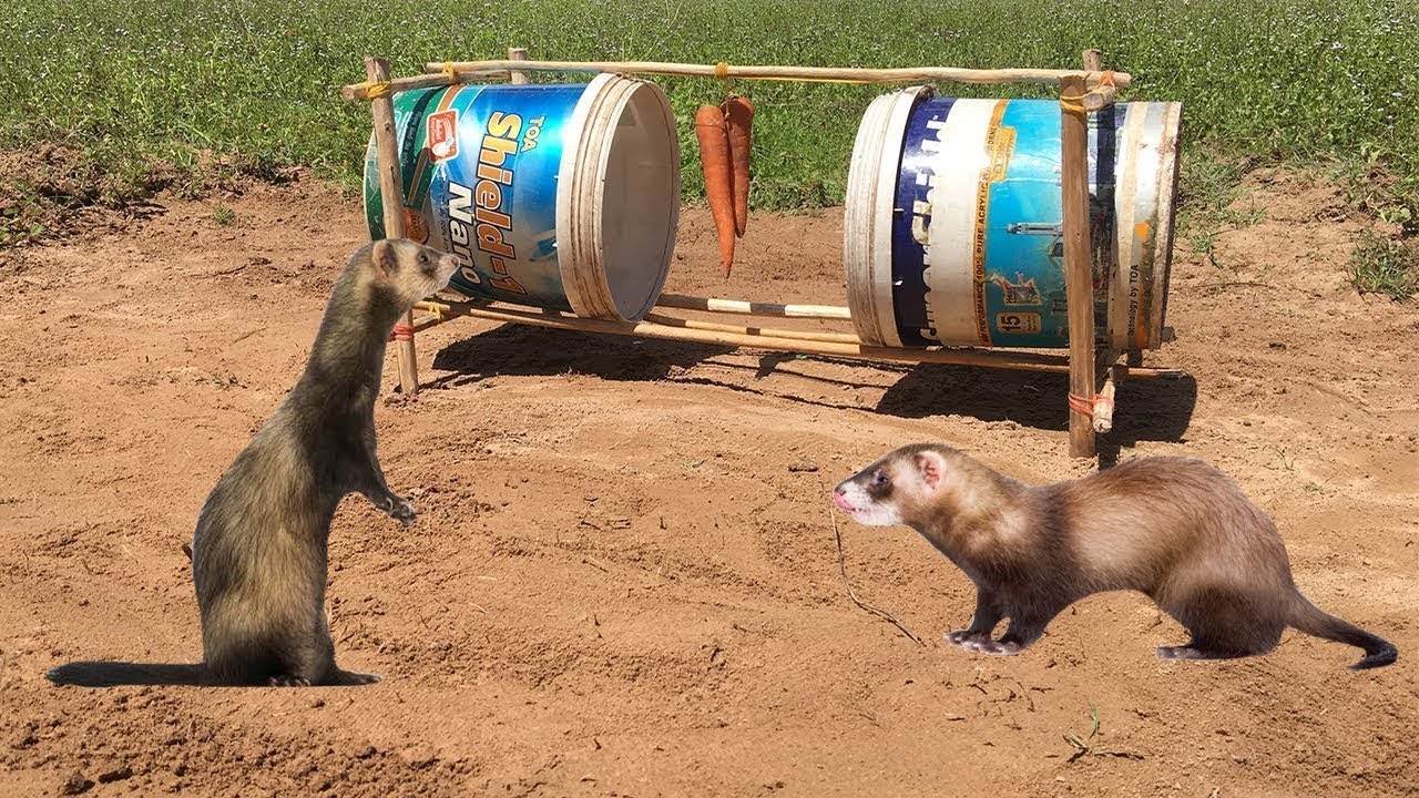 Building Trap Technology Ferret Trap Using Plastic Buckets - YouTube