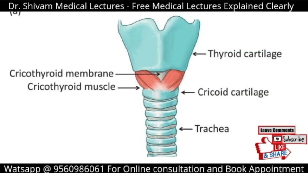 Cricothyroid Muscle Pain