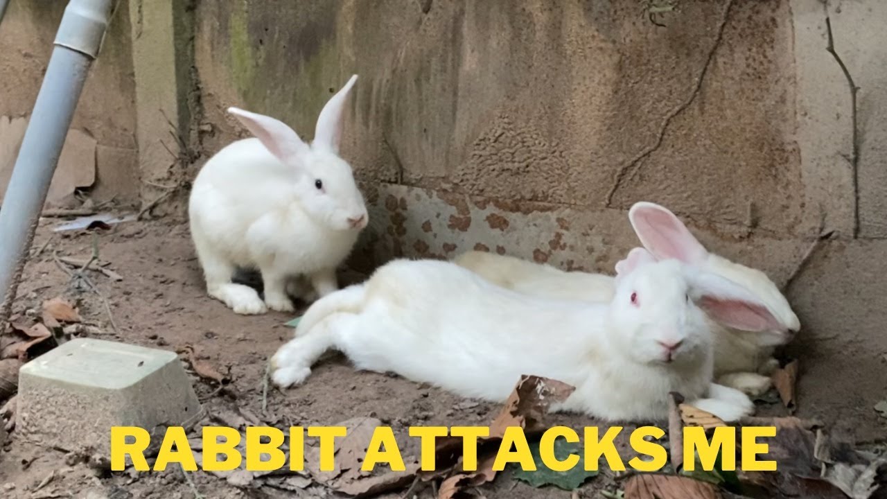 Rabbits attack me when I visit them and feed rabbits - YouTube