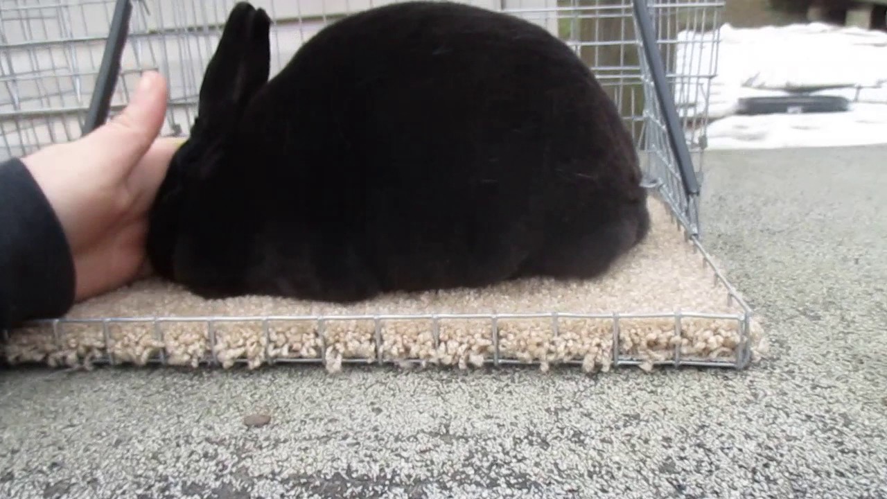 Mini Rex Posing, step by step - YouTube