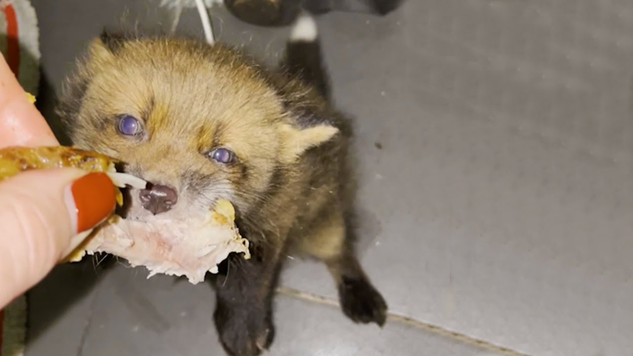 This little fox doesn't want to give up his prey. But she's too big for ...