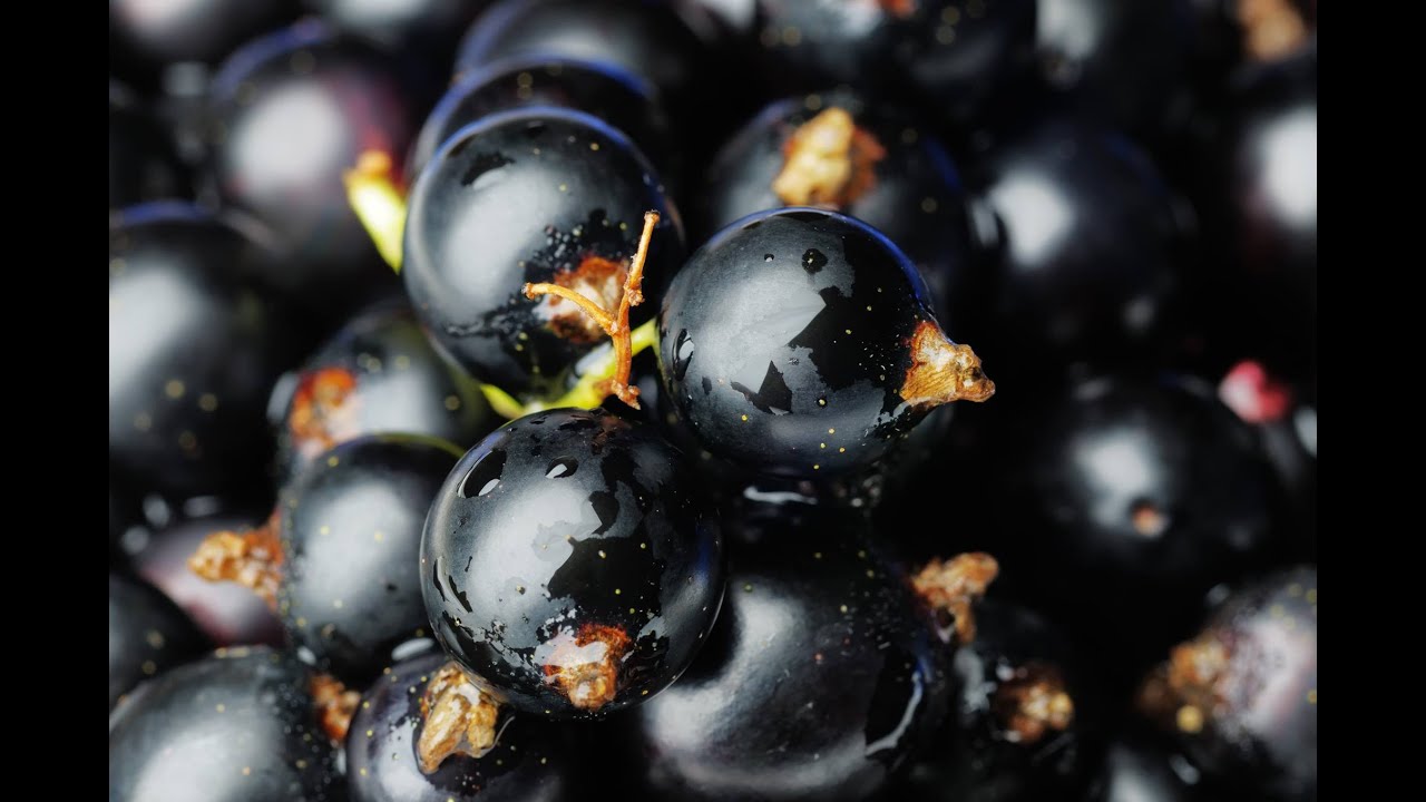 COACĂZA | Fructele de acasă - YouTube