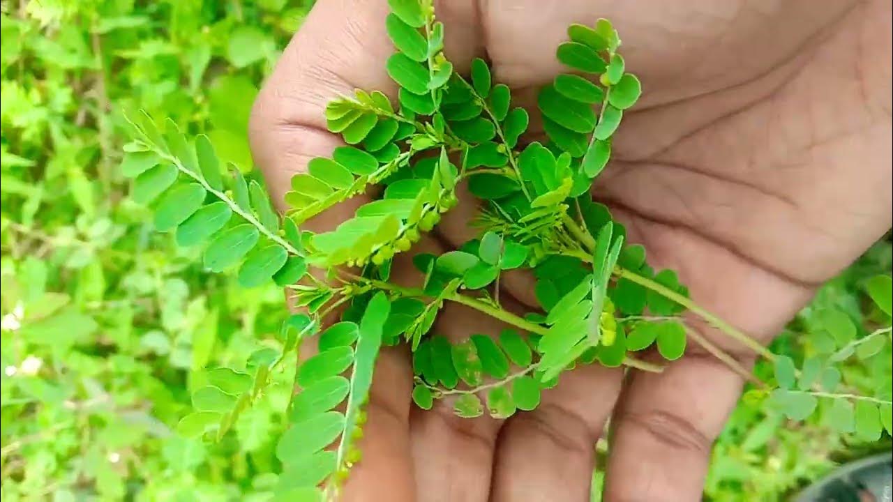 Homemade Hair Growth Oil Simply Making At Home Youtube