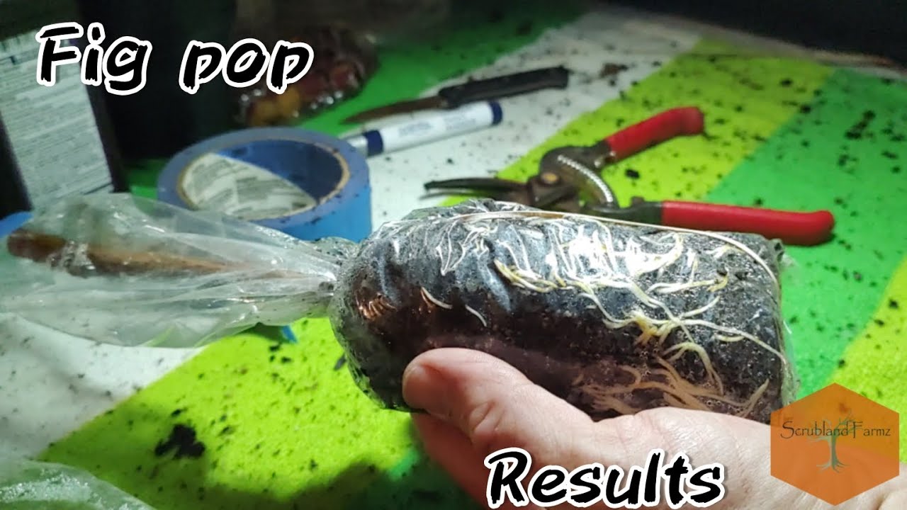 Fig Pop Results - YouTube