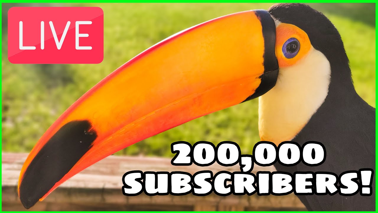 200k SUBSCRIBER TOUCAN LIVE STREAM! - YouTube