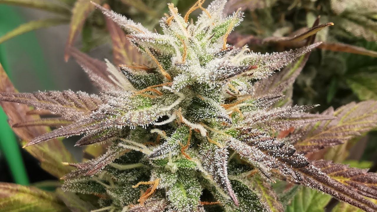 Growing Weed in the Basement S2 Episode 6:Mid-season update ...